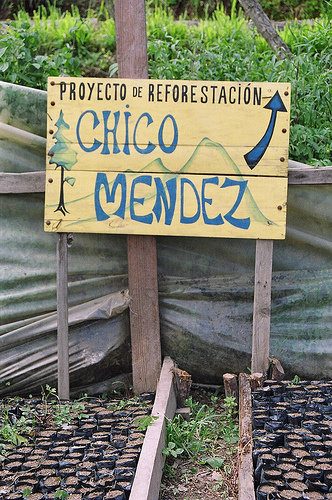 Sustainable development and indigenous rights through reforestation in ...