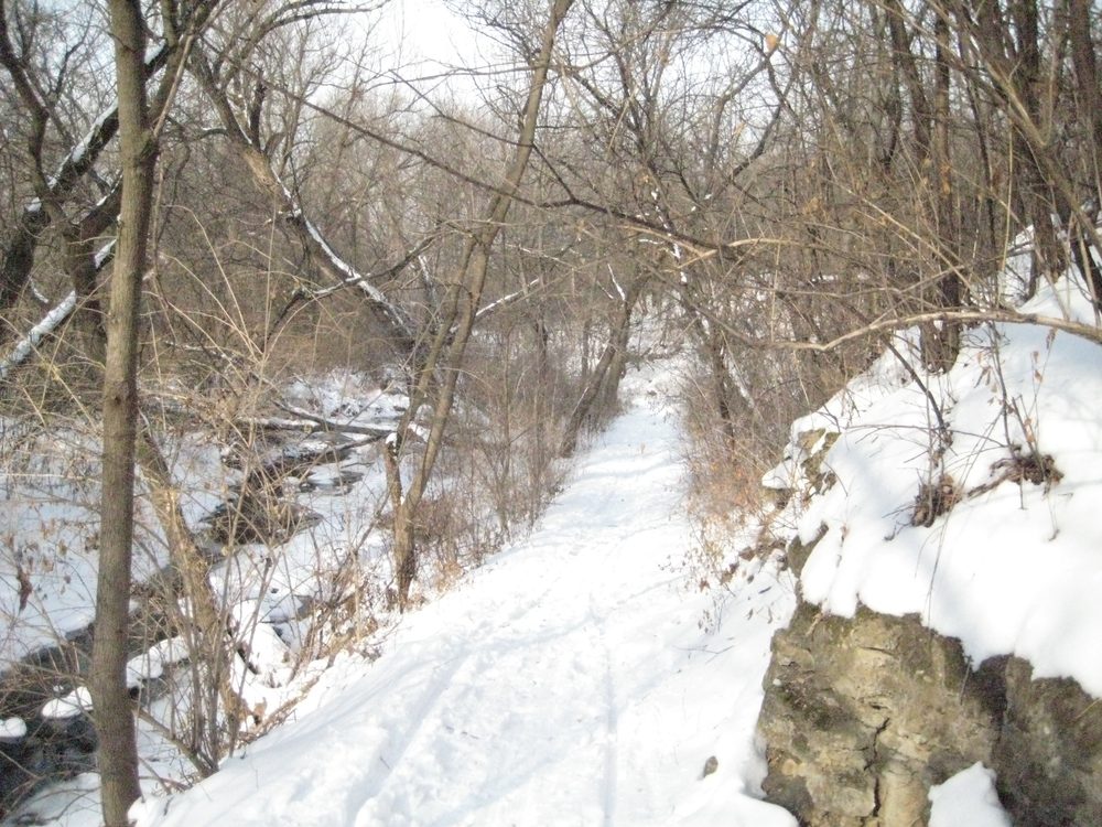 Arb Notes for January 16, 2009: White Tailed Deer – Sustainability at ...