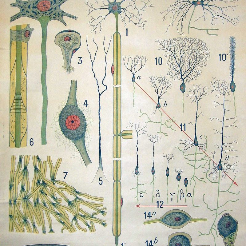 Nervous Tissue – Wall Charts – Carleton College