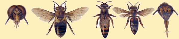 Wall Charts Resources – Wall Charts – Carleton College