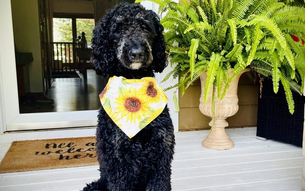 Preparing for Final Exams: Stress Relief and Support – Student Life ...