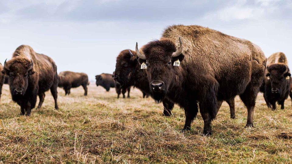 Field Guide to the American Bison – News – Carleton College