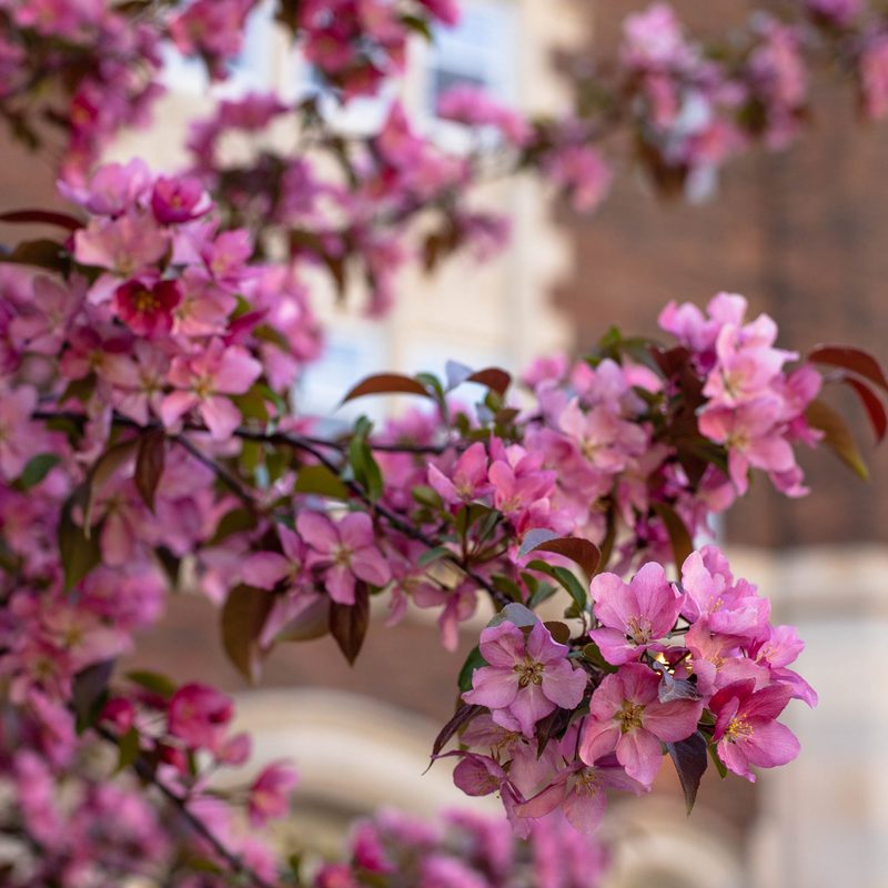 Photo Gallery: Spring in bloom – News – Carleton College