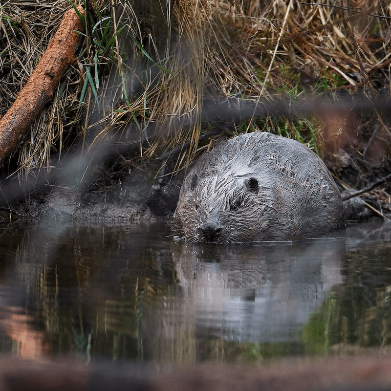 Emily Fairfax ’14 quoted in New York Times piece on beavers solving ...