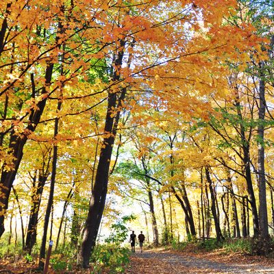 Information & Resources for Visitors – Carleton College