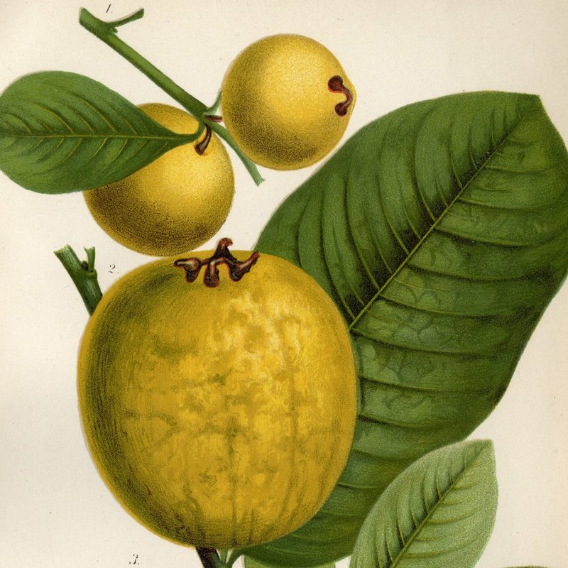 Plate IX. Guava – Unexpected Discoveries – Carleton College