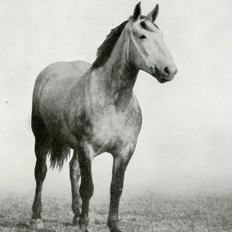 Plate LXVI. Pure-Bred Stallions – Unexpected Discoveries – Carleton College