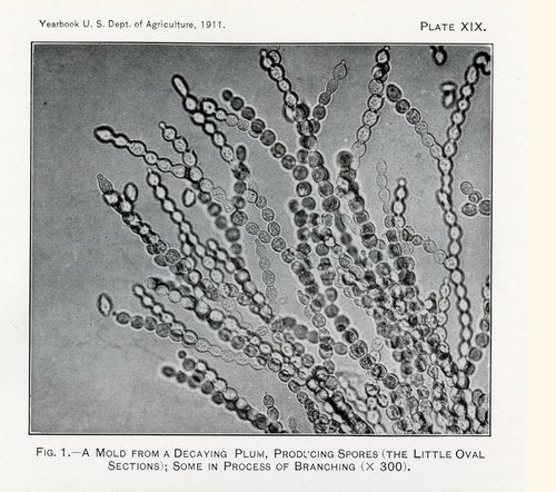 Plate XIX. A Mold from a Decaying Plum, Producing Spores; Some in ...