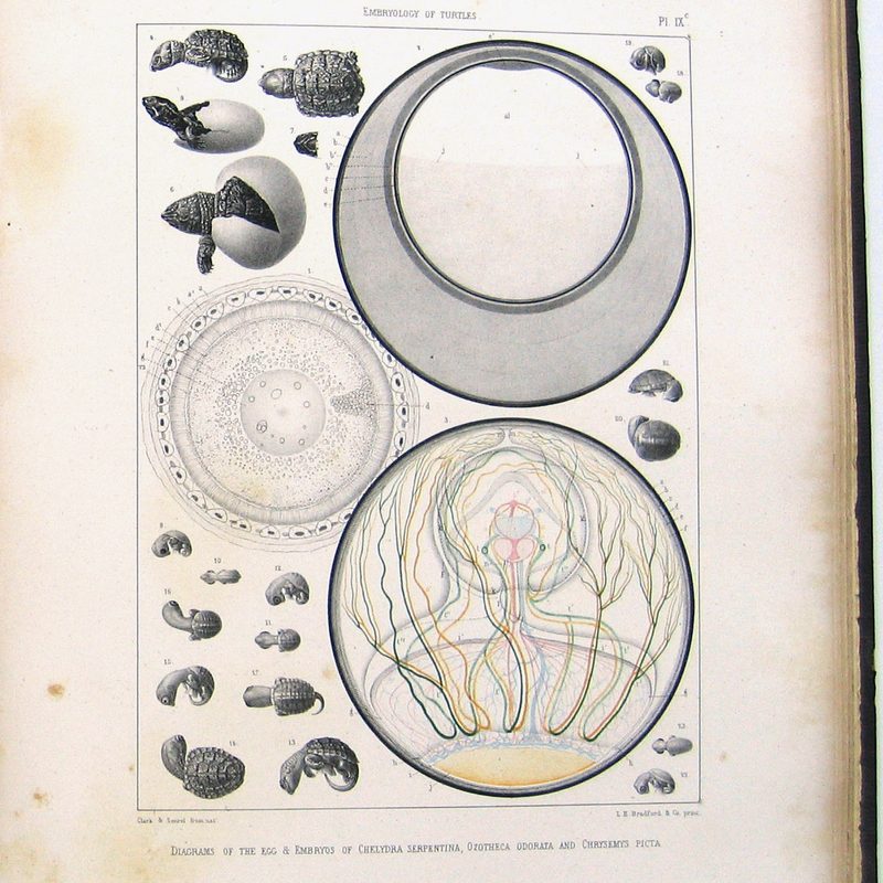 Volume II – Embryology of the Turtle – Gould Library – Carleton College
