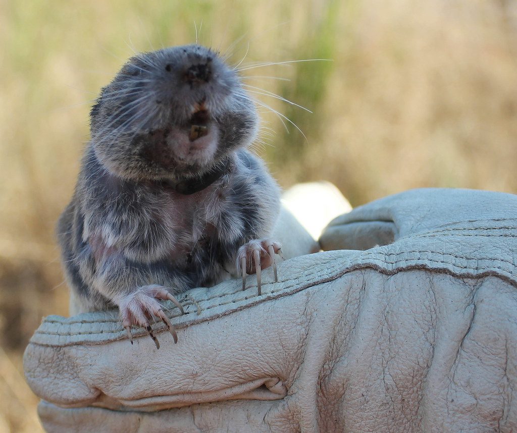 Pocket Gopher, Prairie Engineer – Cowling Arboretum – Carleton College