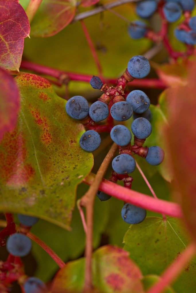 Arb Notes for October 17: Wild Grapes – Cowling Arboretum – Carleton ...