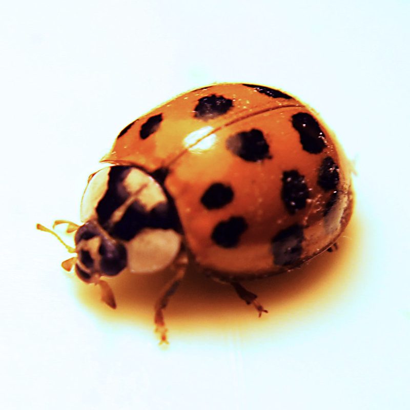 orange ladybug