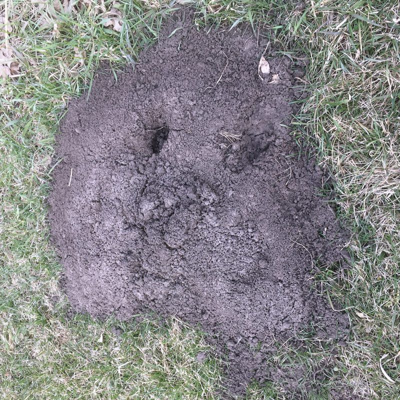 Pocket Gopher, Prairie Engineer – Cowling Arboretum – Carleton College