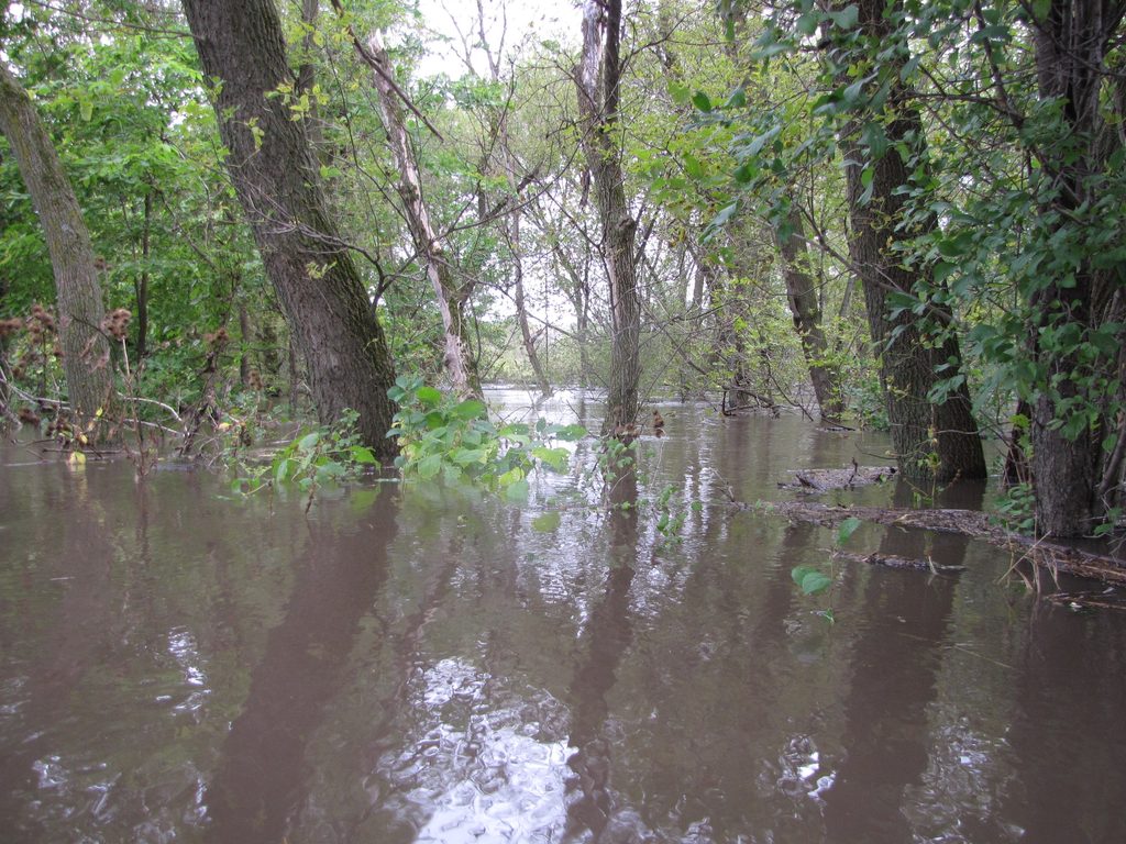What the Carp?! – Cowling Arboretum – Carleton College