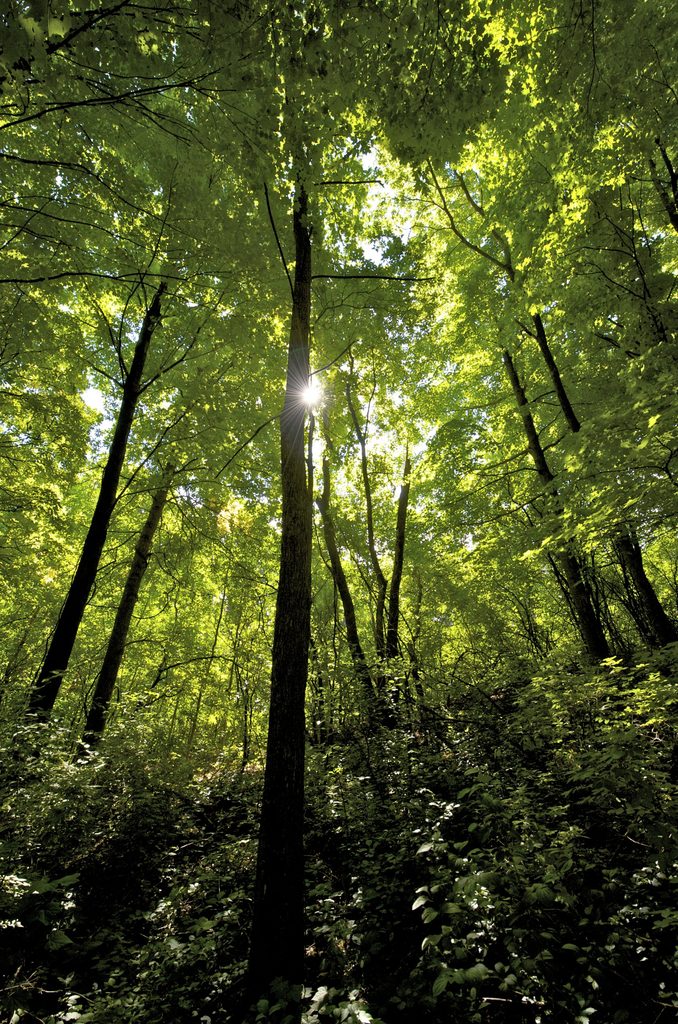 Seeing the Forest for the Trees – Cowling Arboretum – Carleton College