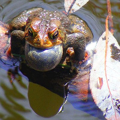 American Toad (Anaxyrus americanus) – Cowling Arboretum – Carleton College