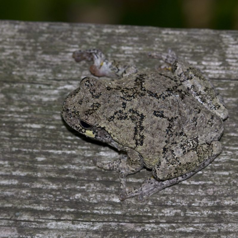 grey tree frog jumping