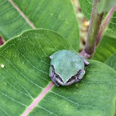 Cope’s Gray Treefrog (Hyla chrysoscelis) and Gray Treefrog (Hyla ...