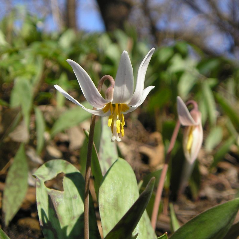 This Blooming Season – Cowling Arboretum – Carleton College