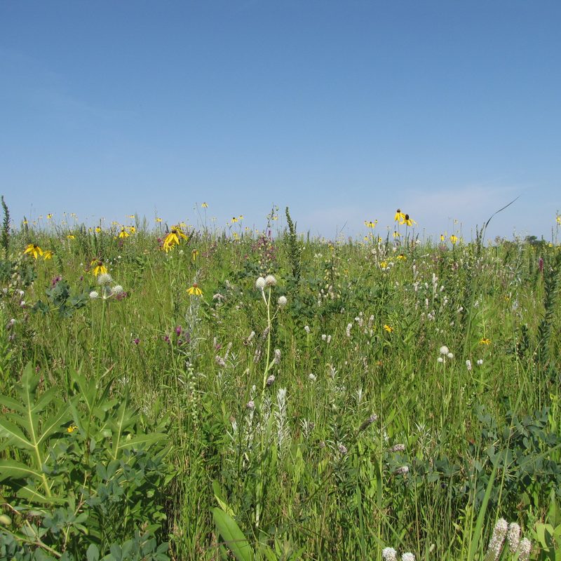 Wet Prairie in the Arboretum – Cowling Arboretum – Carleton College