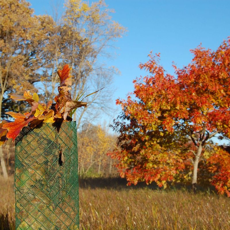 The Science Behind Changing Leaf Colors – Cowling Arboretum – Carleton ...