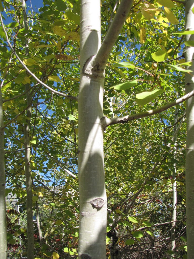 Genetic Homogeneity is for Suckers – Cowling Arboretum – Carleton College