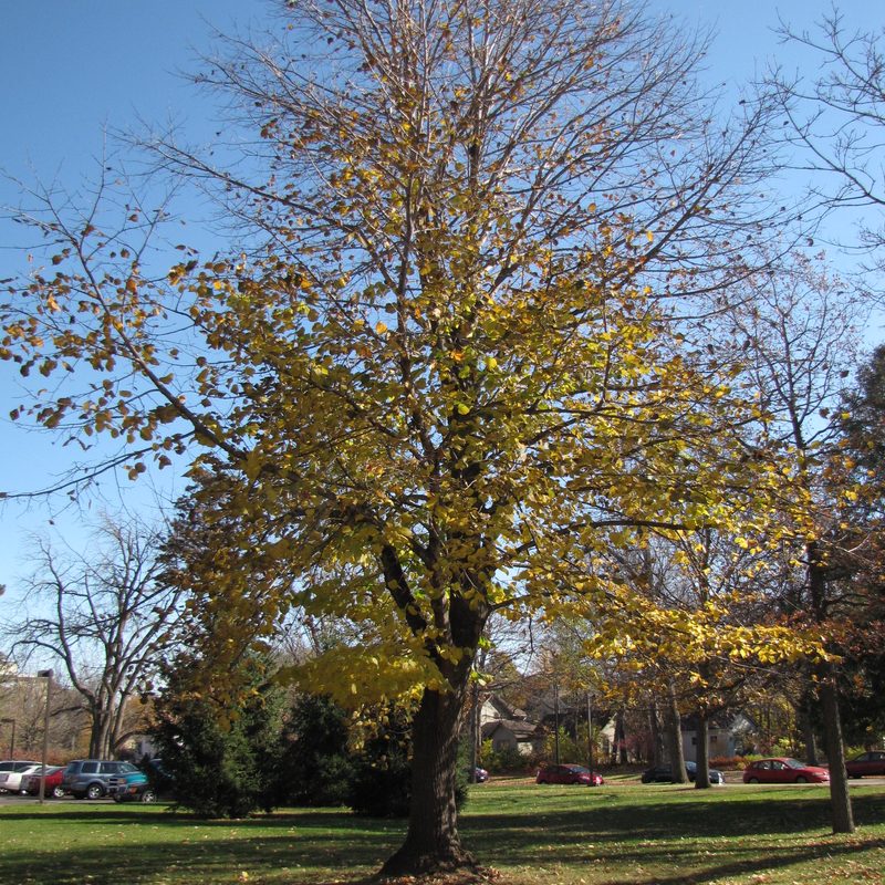 Upland Tree Guide – Cowling Arboretum – Carleton College
