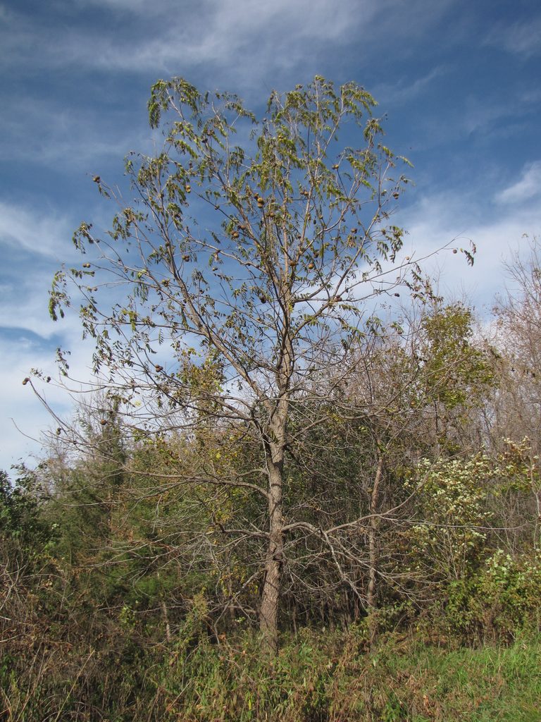 Black Walnut – Cowling Arboretum – Carleton College