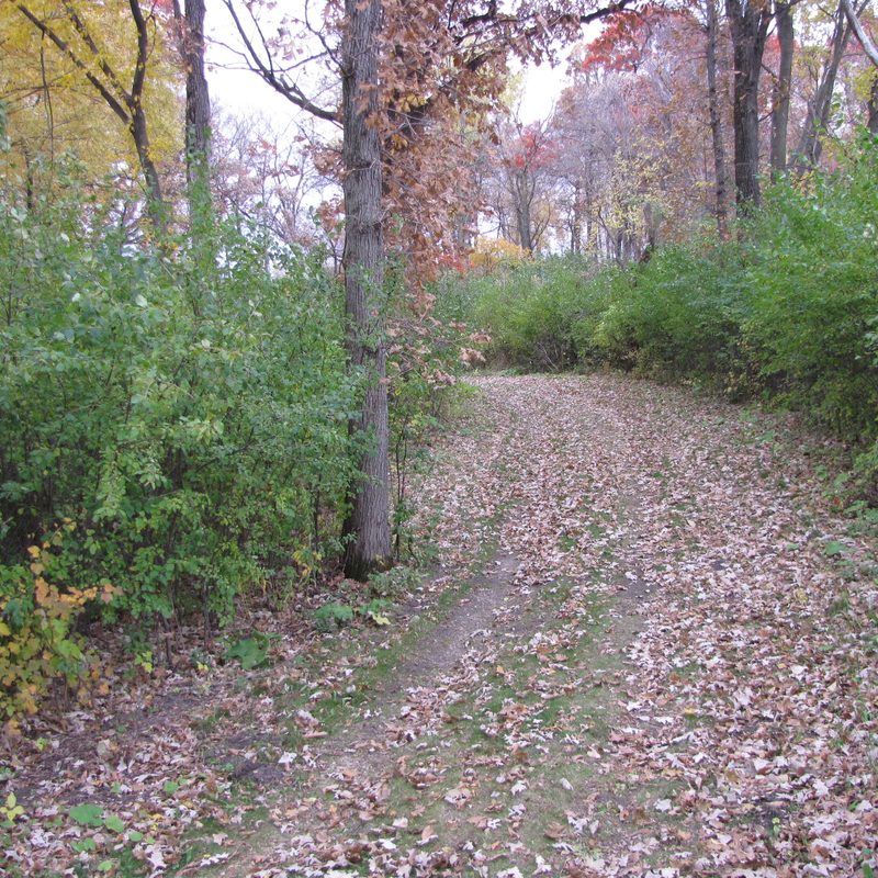 Common Floodplain Trees – Cowling Arboretum – Carleton College