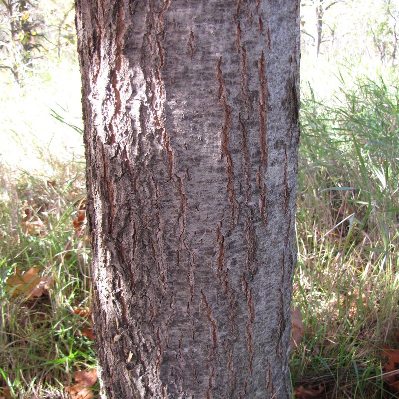 Red Oak – Cowling Arboretum – Carleton College