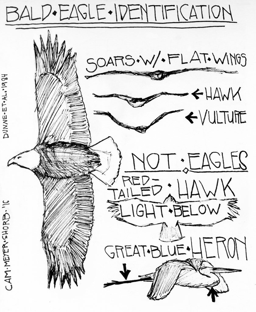 Eagle Anatomy Diagram