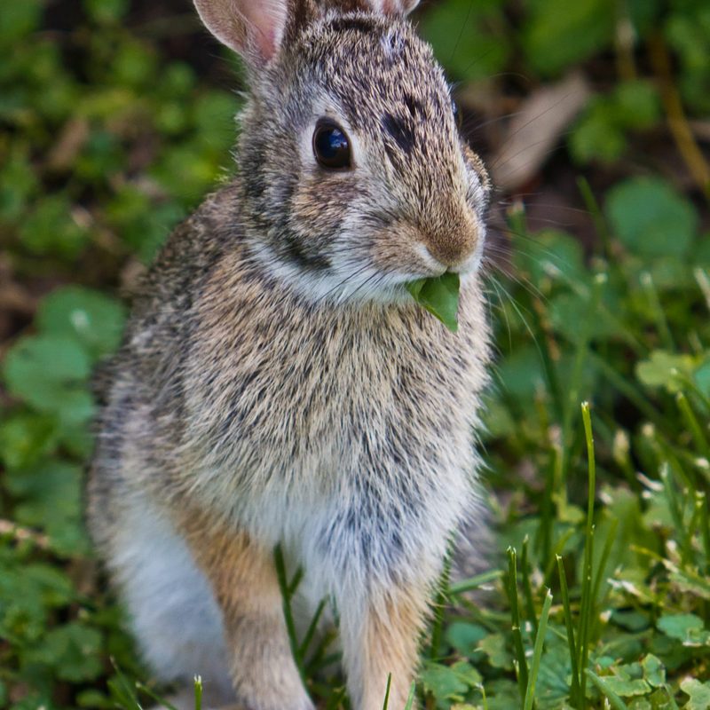 Arb Notes for February 9 – Happy Year of the Rabbit – Cowling Arboretum ...
