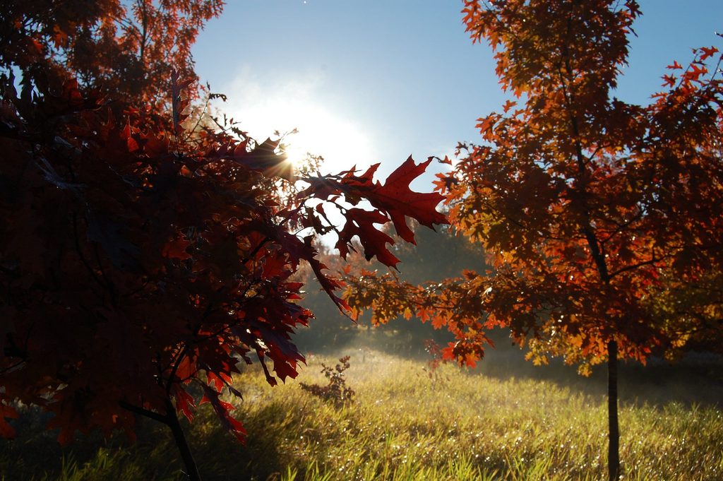 The Science Behind Changing Leaf Colors – Cowling Arboretum – Carleton ...