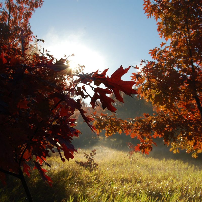 Changing Colors All Around – Cowling Arboretum – Carleton College