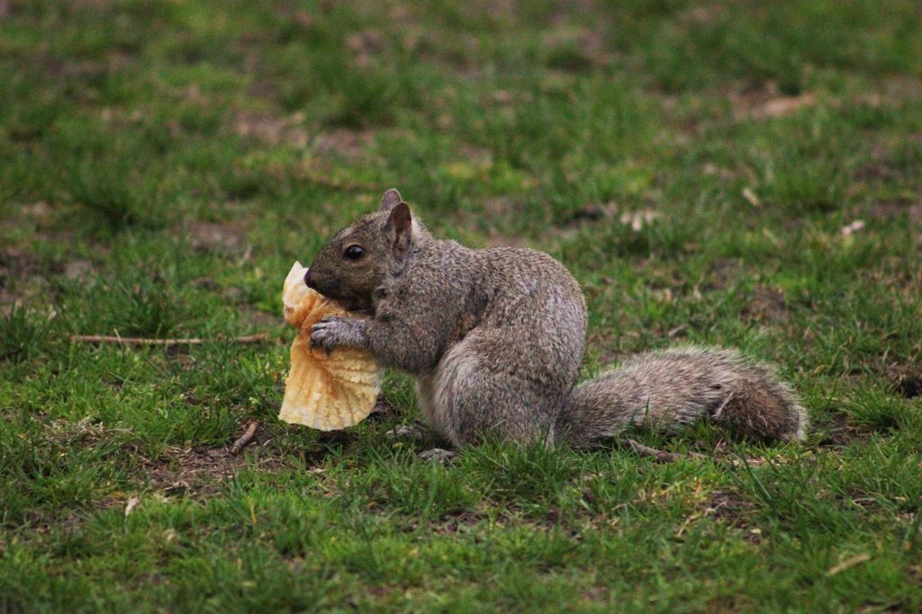 Arb Notes – Cowling Arboretum – Carleton College