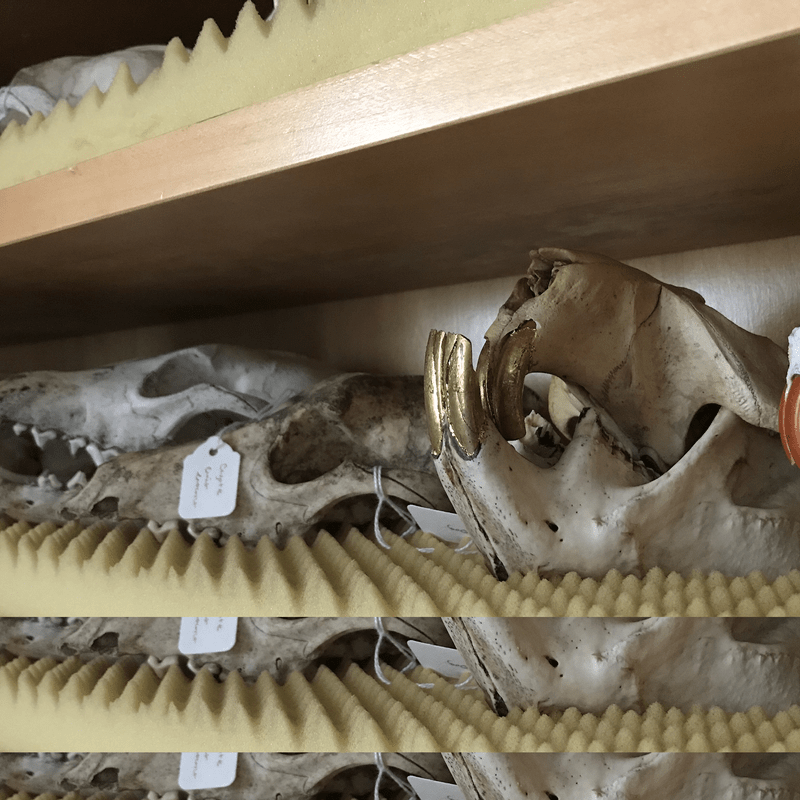 Spooky Scary Skeletons – Cowling Arboretum – Carleton College