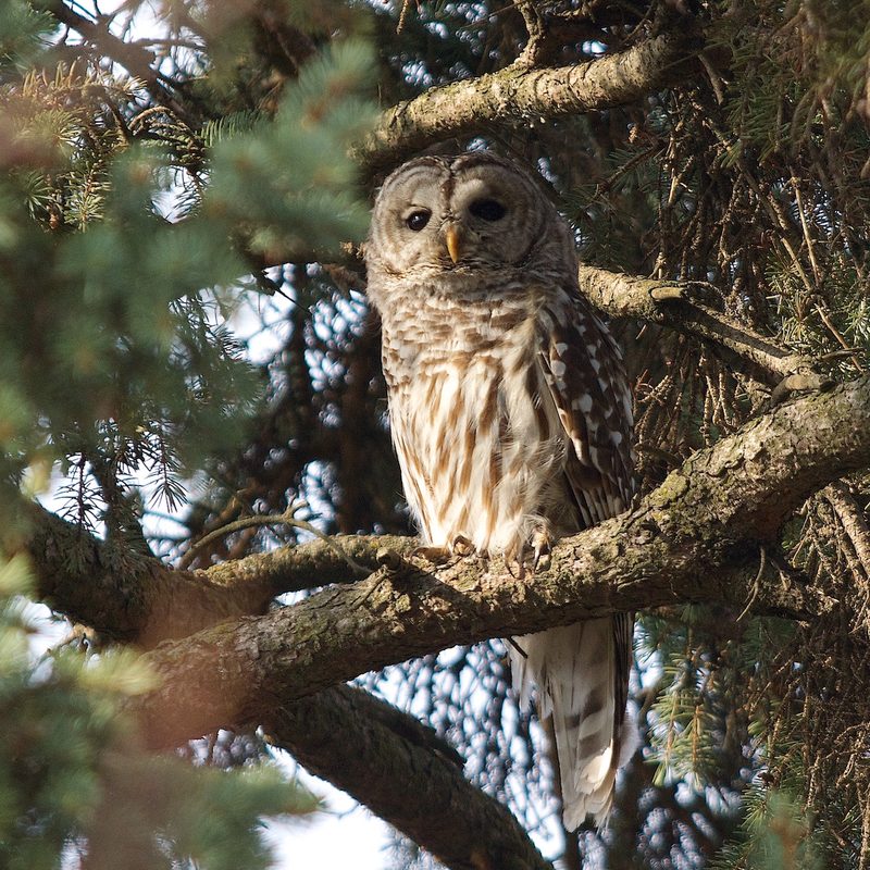 The flying death pillows of the natural world – Cowling Arboretum ...