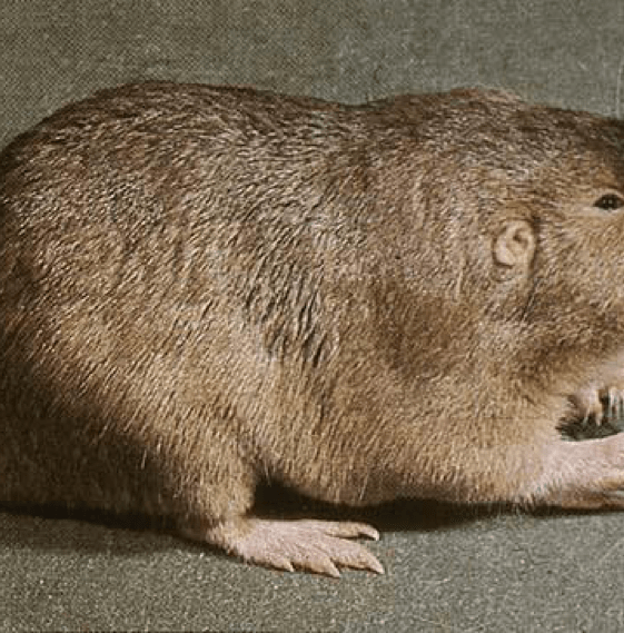 Geomys bursarius, Plains Pocket Gopher – Cowling Arboretum – Carleton ...
