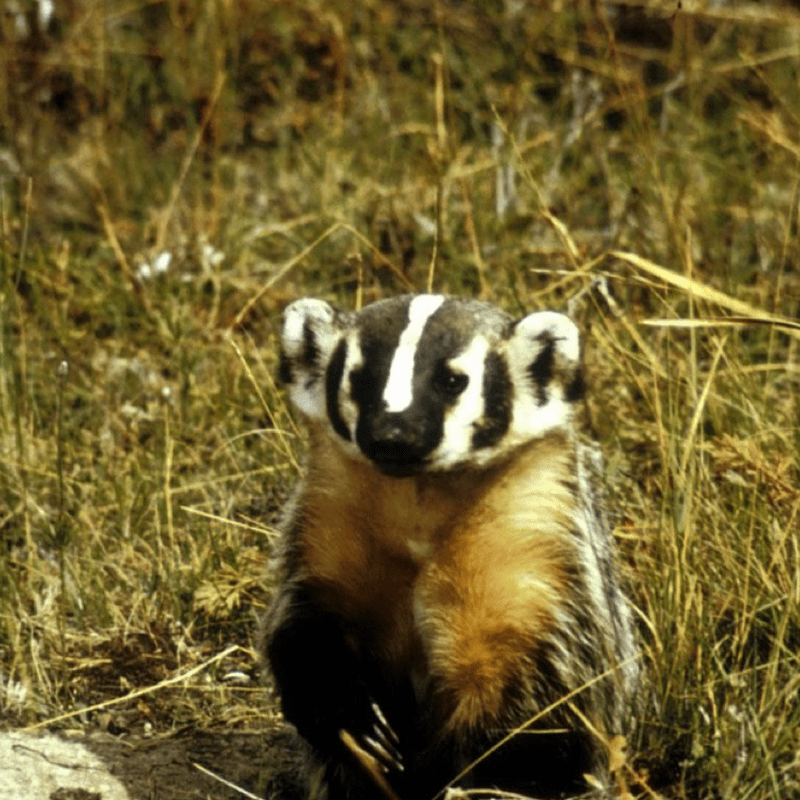 western badger