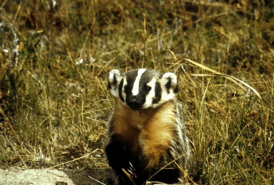 North American Badger Range