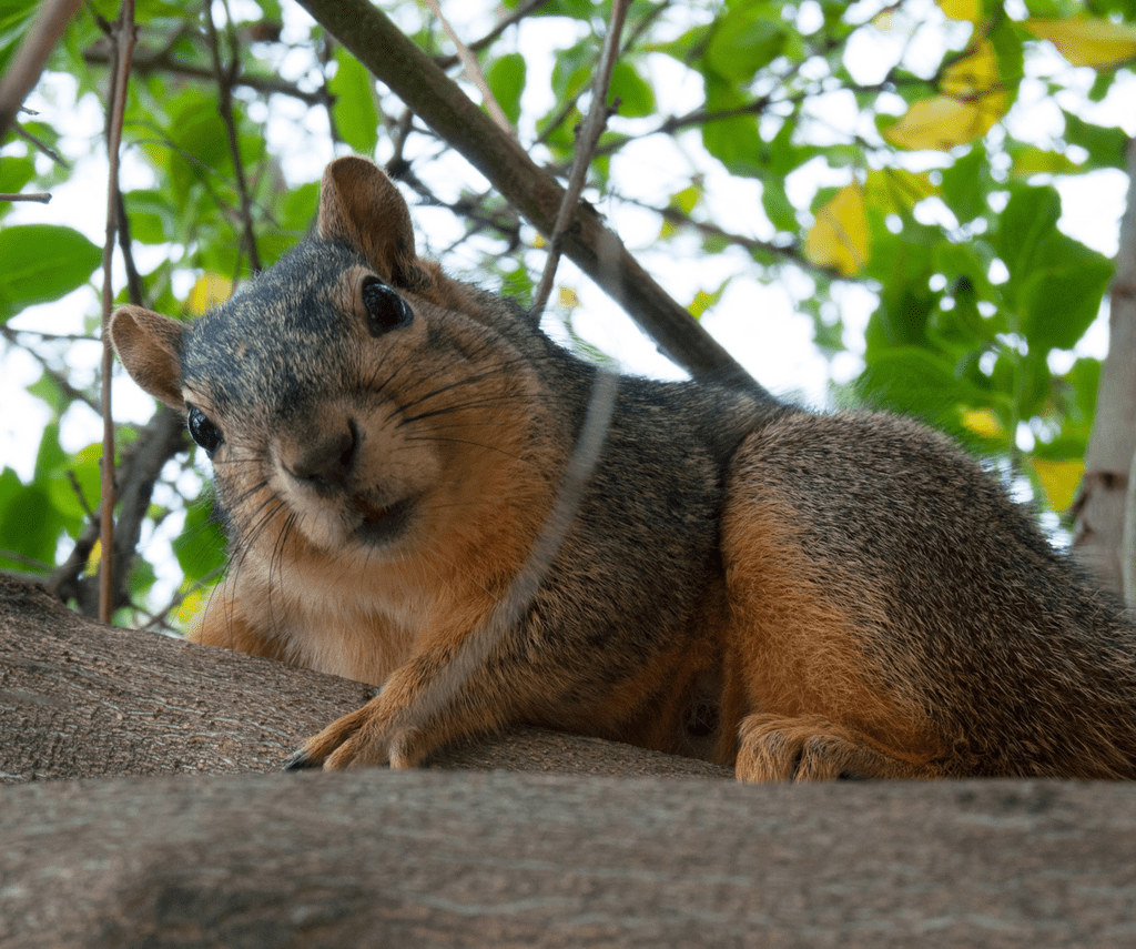 fox squirrel skin