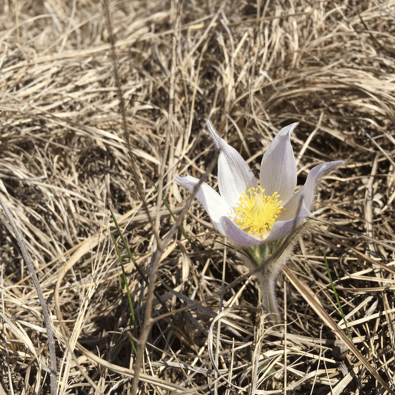 Signs of Spring on the Prairie – Cowling Arboretum – Carleton College