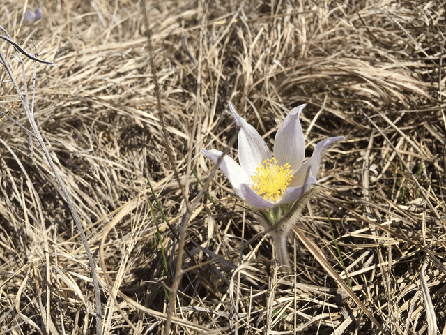 Signs of Spring on the Prairie – Cowling Arboretum – Carleton College