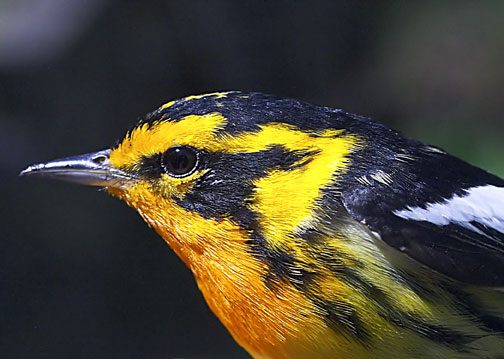 Spring Warbler Migration – Cowling Arboretum – Carleton College