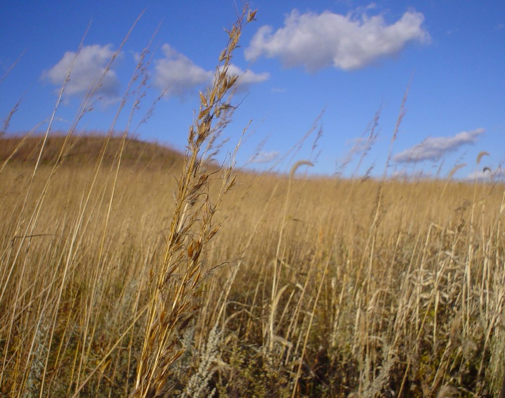 The Native McKnight Prairie – Cowling Arboretum – Carleton College