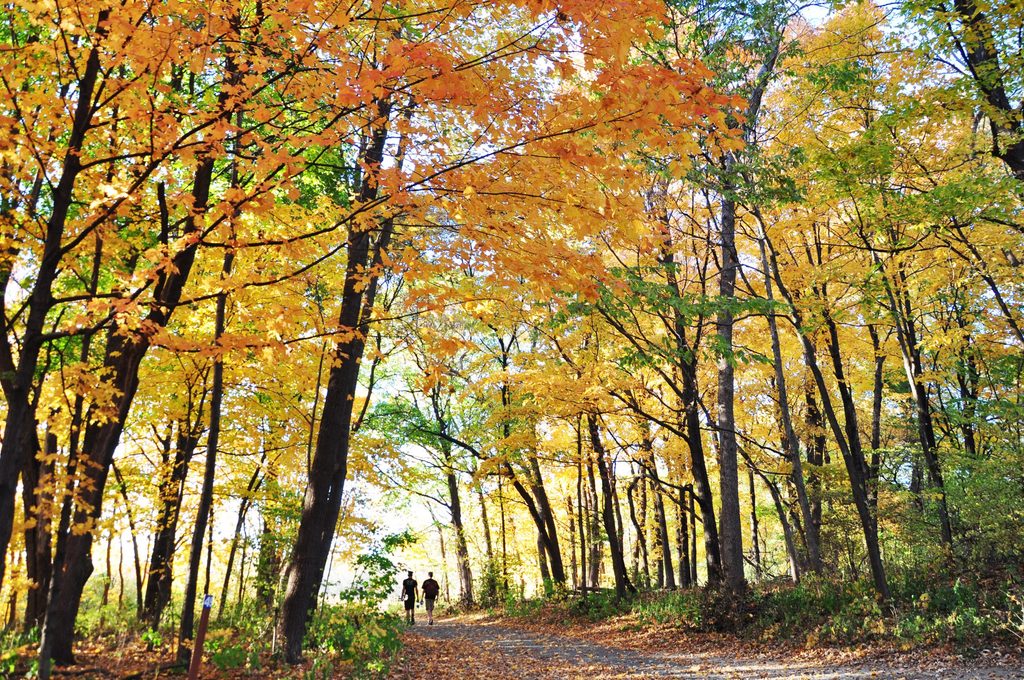 Arb Notes for October 12th – Autumn Colors – Cowling Arboretum ...