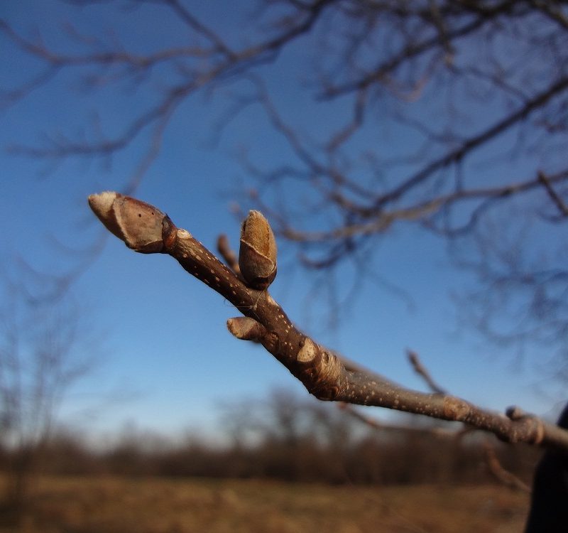 Arb Notes for Oct 17th – The Sleep of Trees – Cowling Arboretum ...