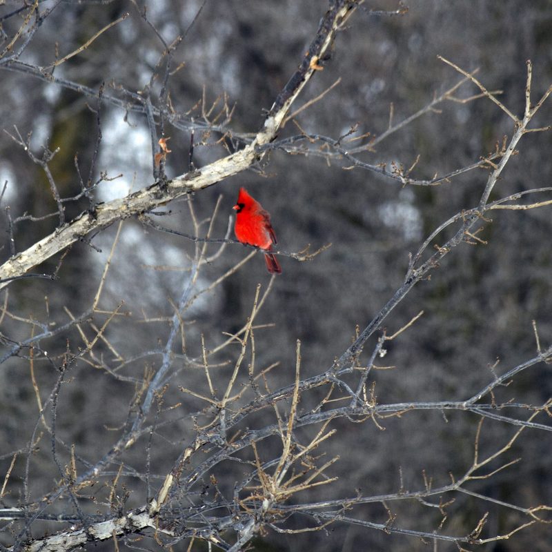A Pop of Color – Cowling Arboretum – Carleton College