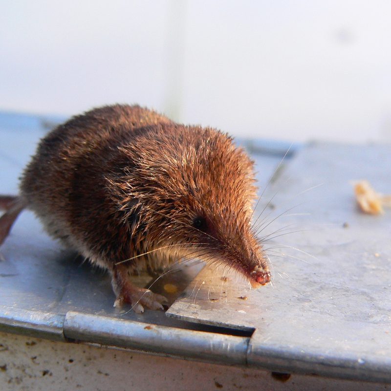 Confusing Names – Cowling Arboretum – Carleton College