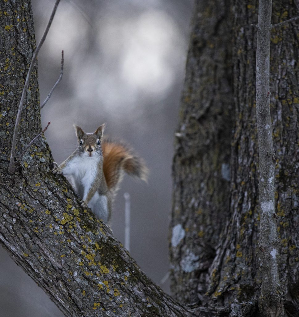 squirrel peeking